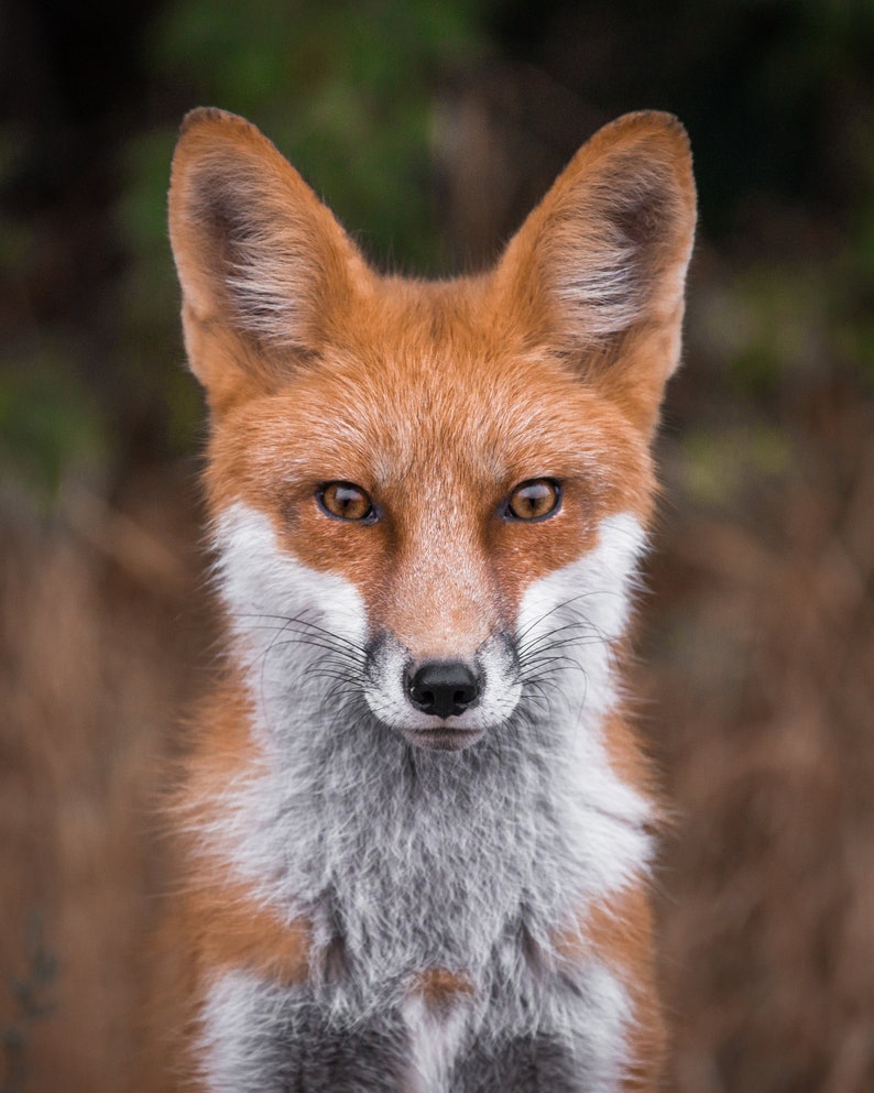 Red Fox Photo - Digital Download Print - Instant Digital Download - Etsy
