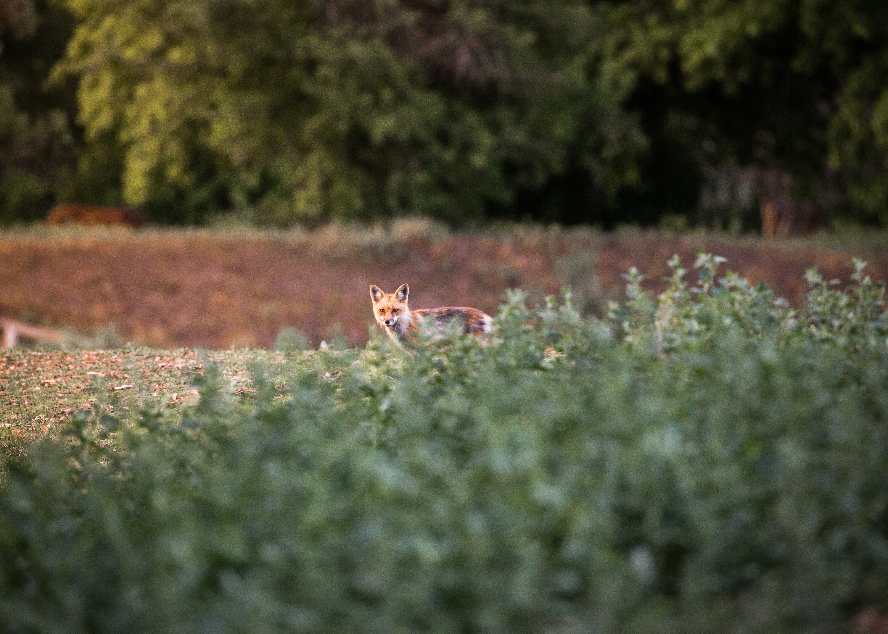 Red Fox Photo Digital Download Print Instant Digital - Etsy
