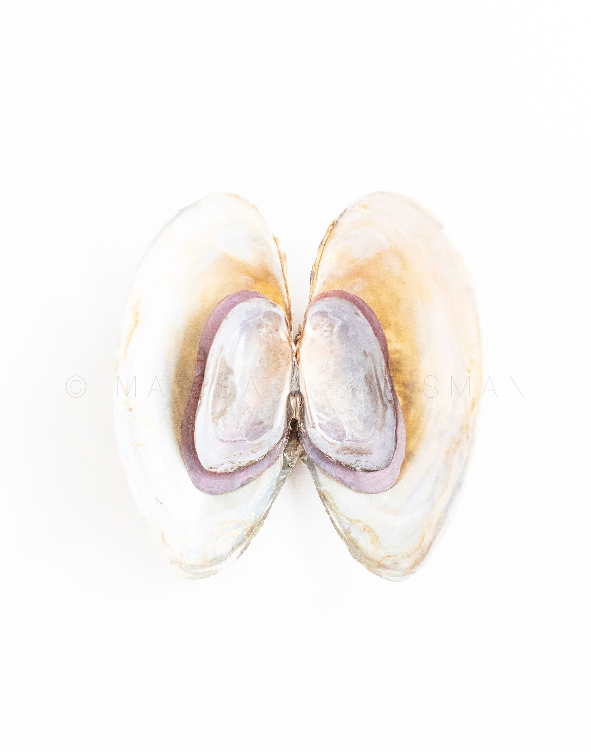 Potomac River Clam Shells Photographie Impression 0002 - Etsy France