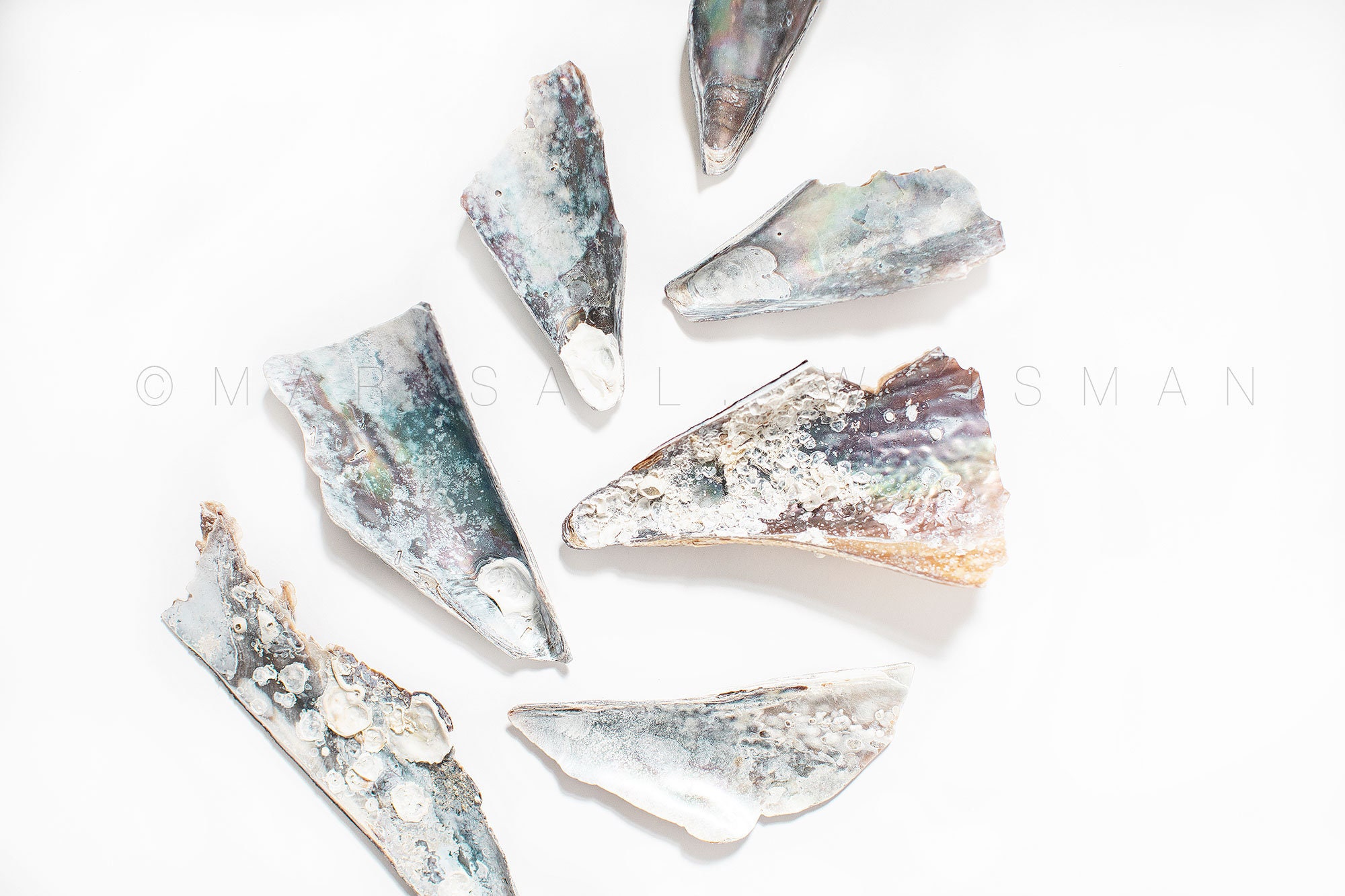 Clearwater Beach Scallop Shells 0001 - Etsy