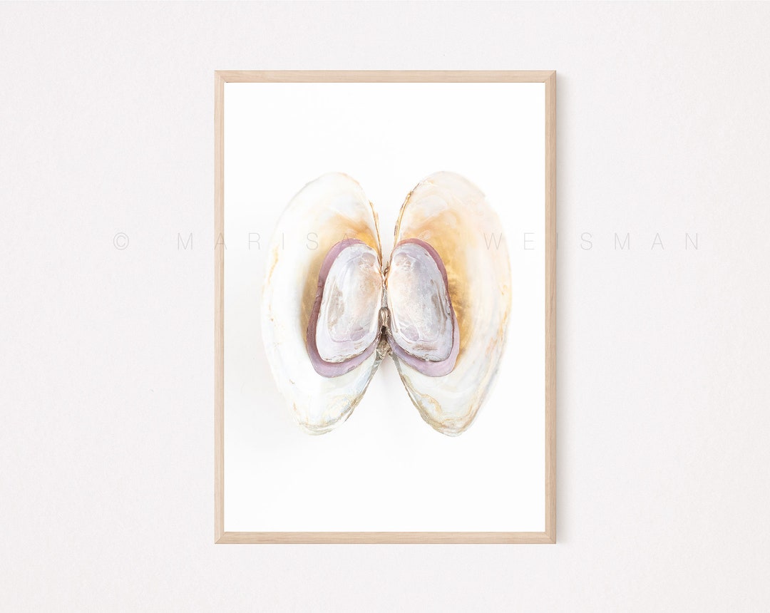 Potomac River Clam Shells Photographie Impression 0002 - Etsy France