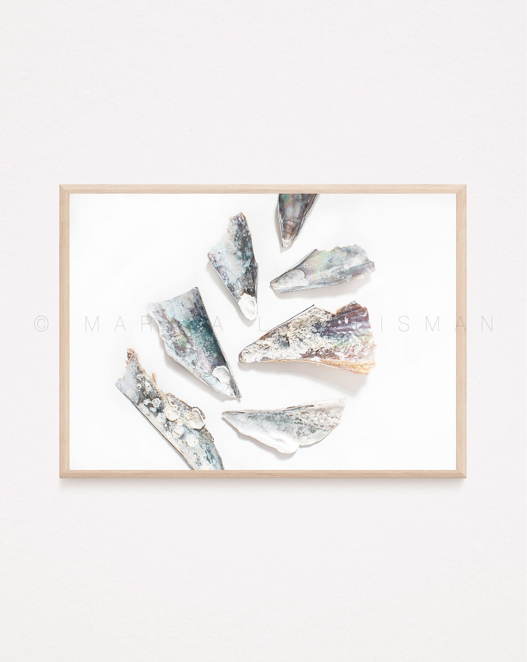 Clearwater Beach Scallop Shells 0001 - Etsy