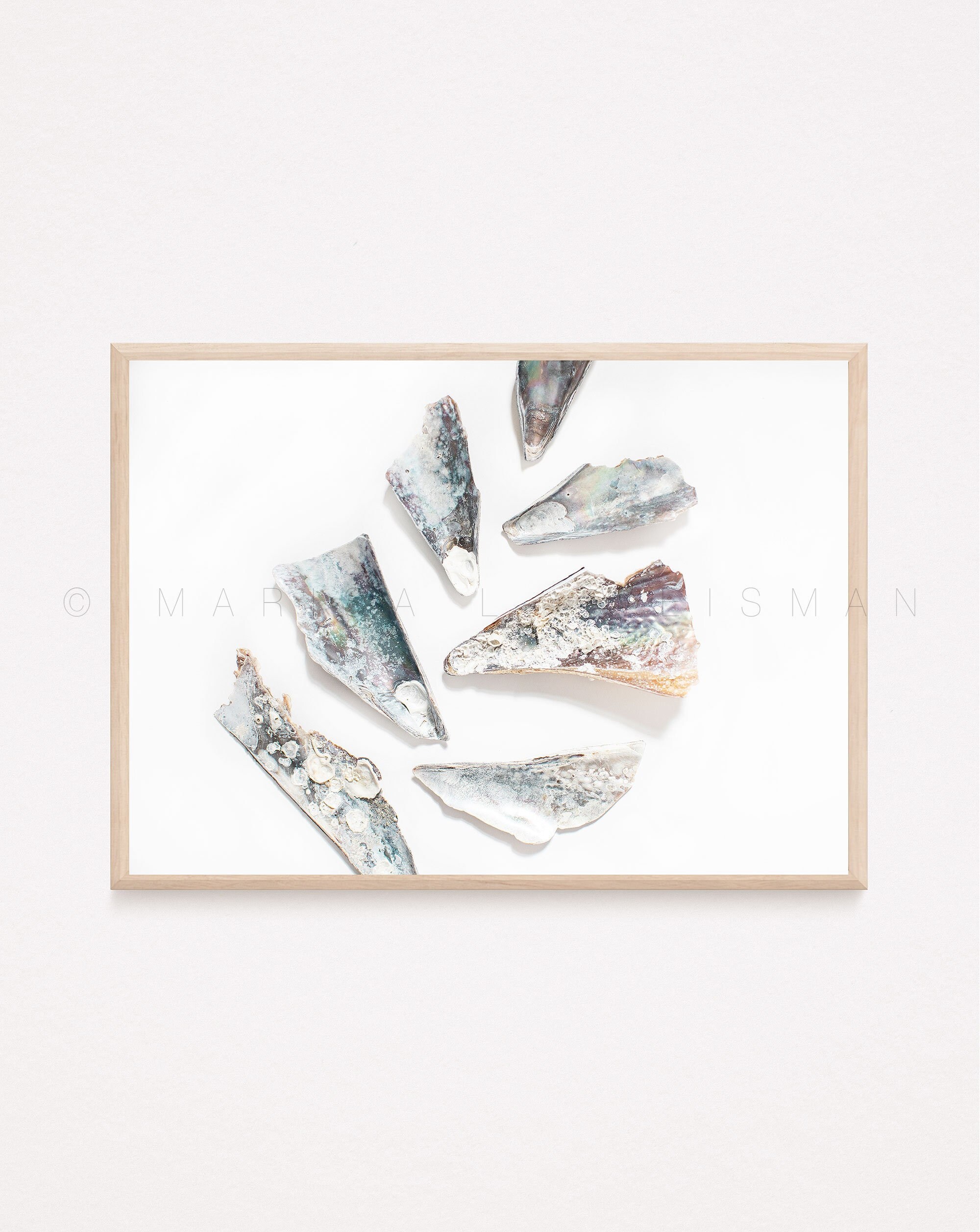 Clearwater Beach Scallop Shells 0001 - Etsy