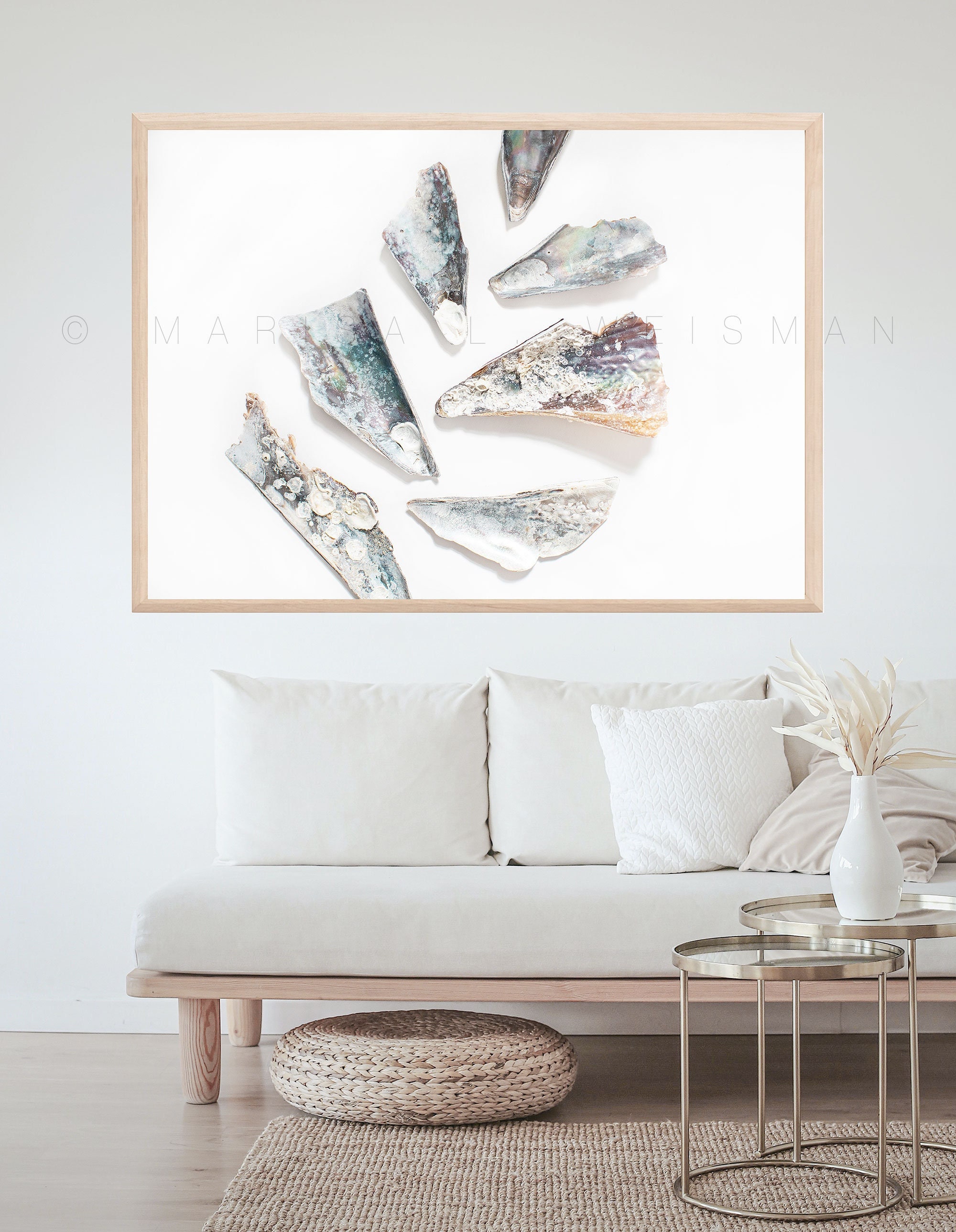 Clearwater Beach Scallop Shells 0001 - Etsy