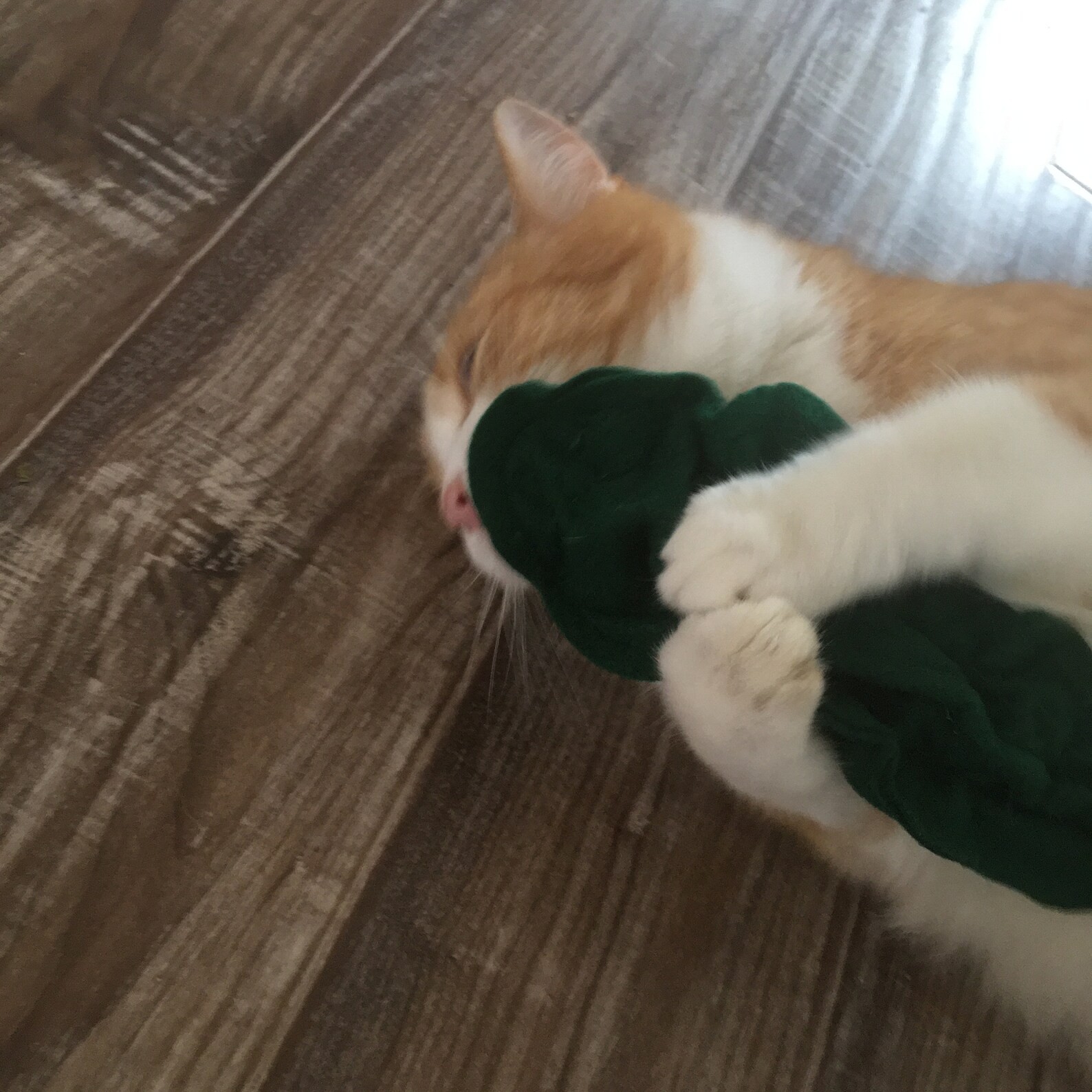 Crunchy Kitty Kale Kale for Cats Crunchy Cat Toy Wool | Etsy UK