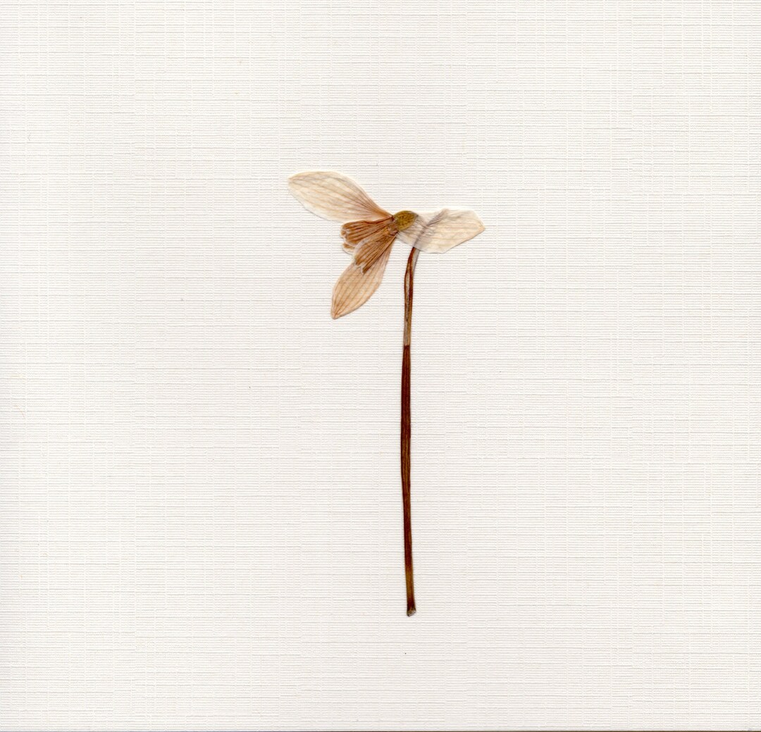 Handmade Pressed Flower Greetings Card (6x6") - Etsy