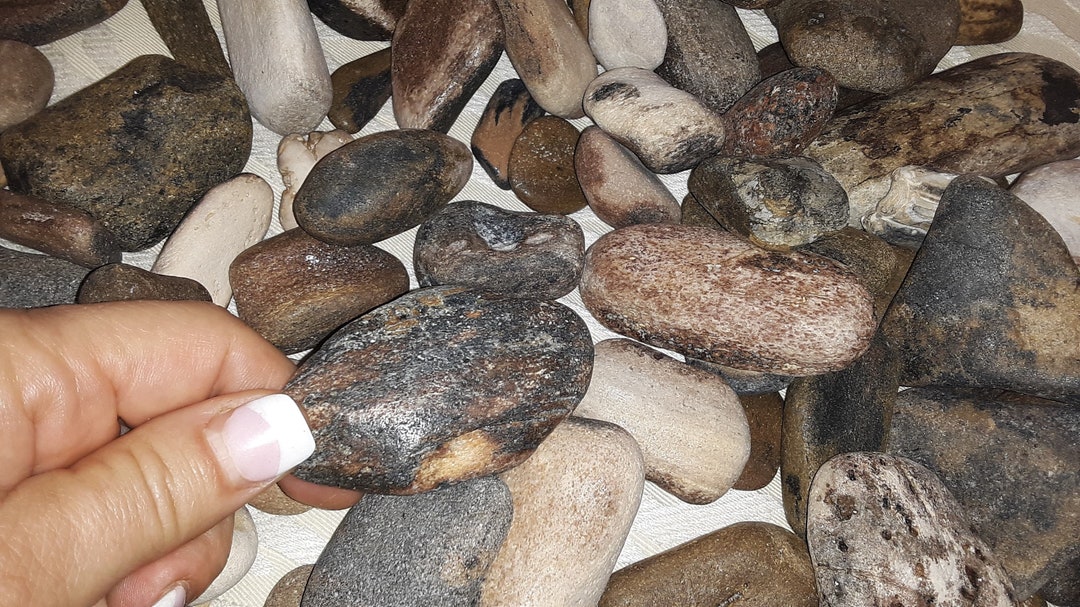 Prehistoric Fossils of the Sea Hand Collected From the Gulf of Mexico ...