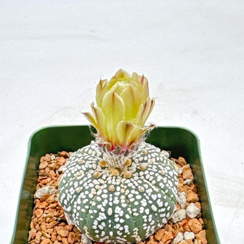 Astrophytum Seeds - Etsy