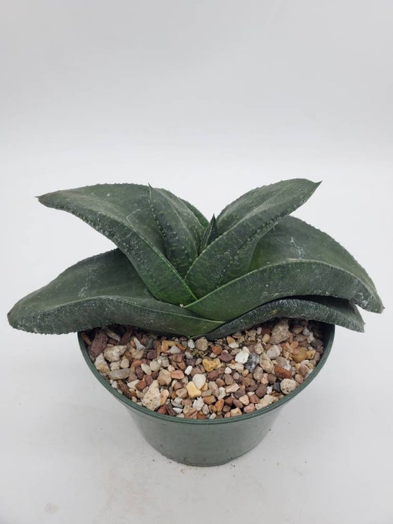 Large Leaf Gasteria. - Etsy