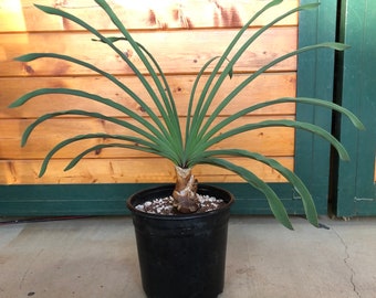 Boophone Disticha-rare African Bulbcentury Plantselected, Wavy Leafed ...