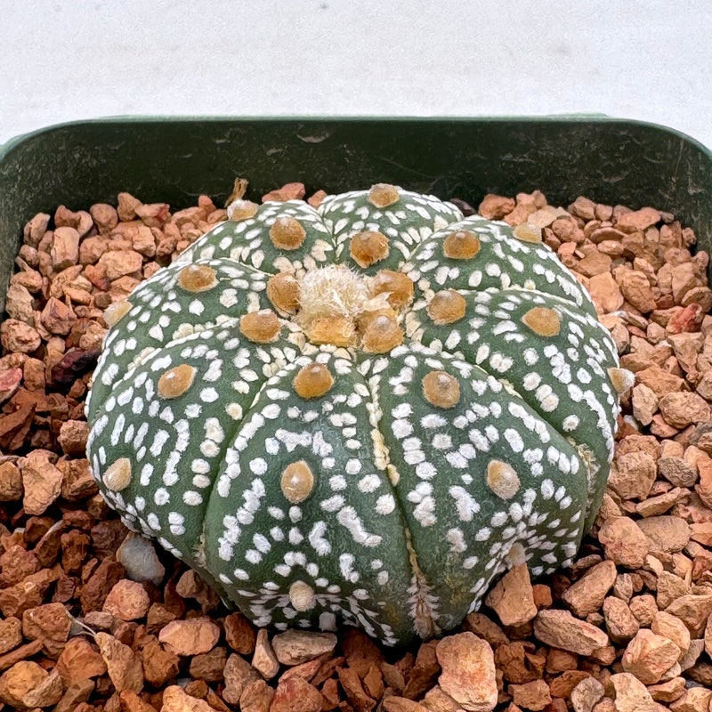 Astrophytum Seeds - Etsy