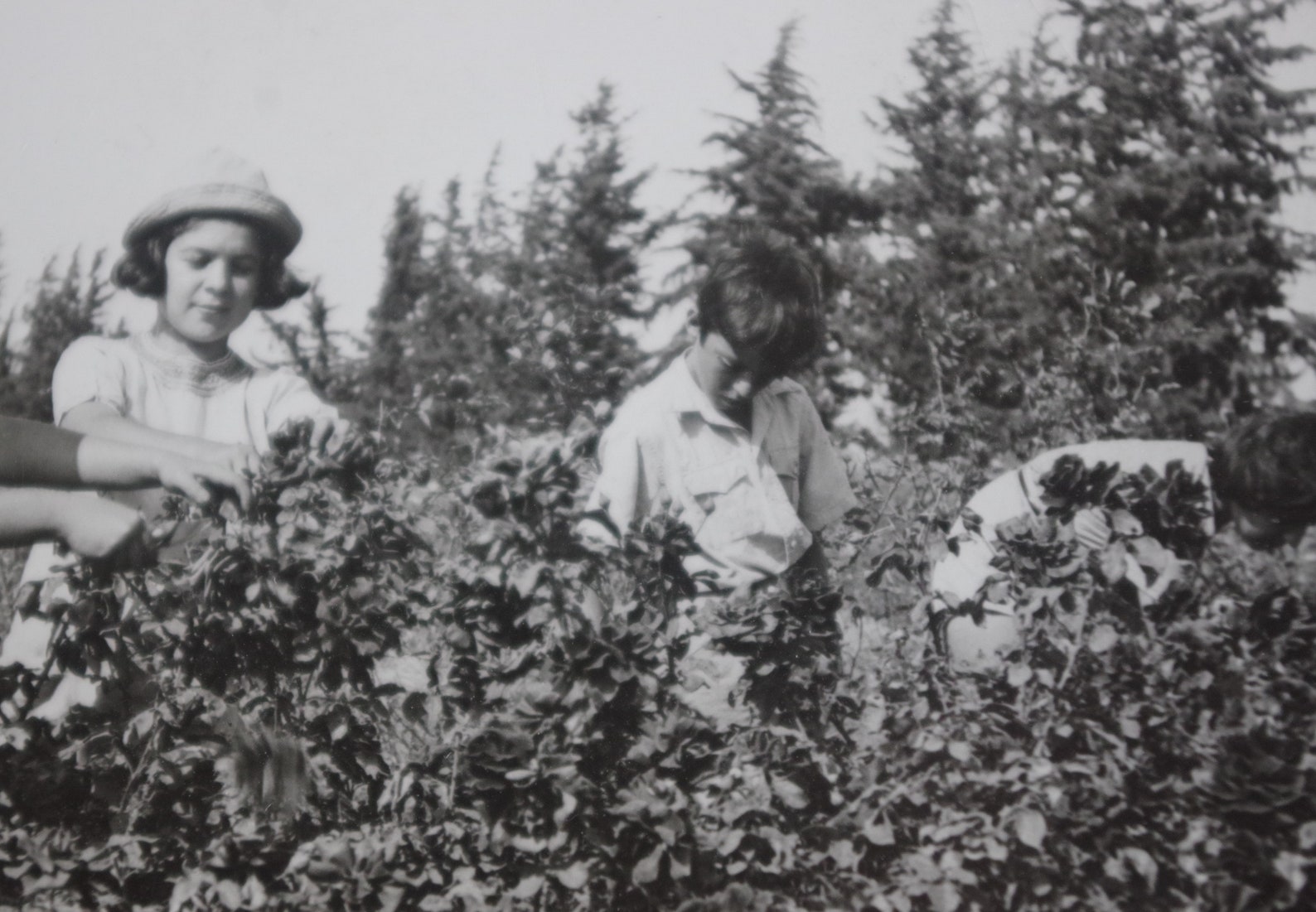 Original Photo, Jewish Orphans From Poland, Working in a Garden in ...