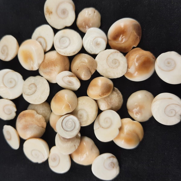 Shiva Eye Shell - Etsy