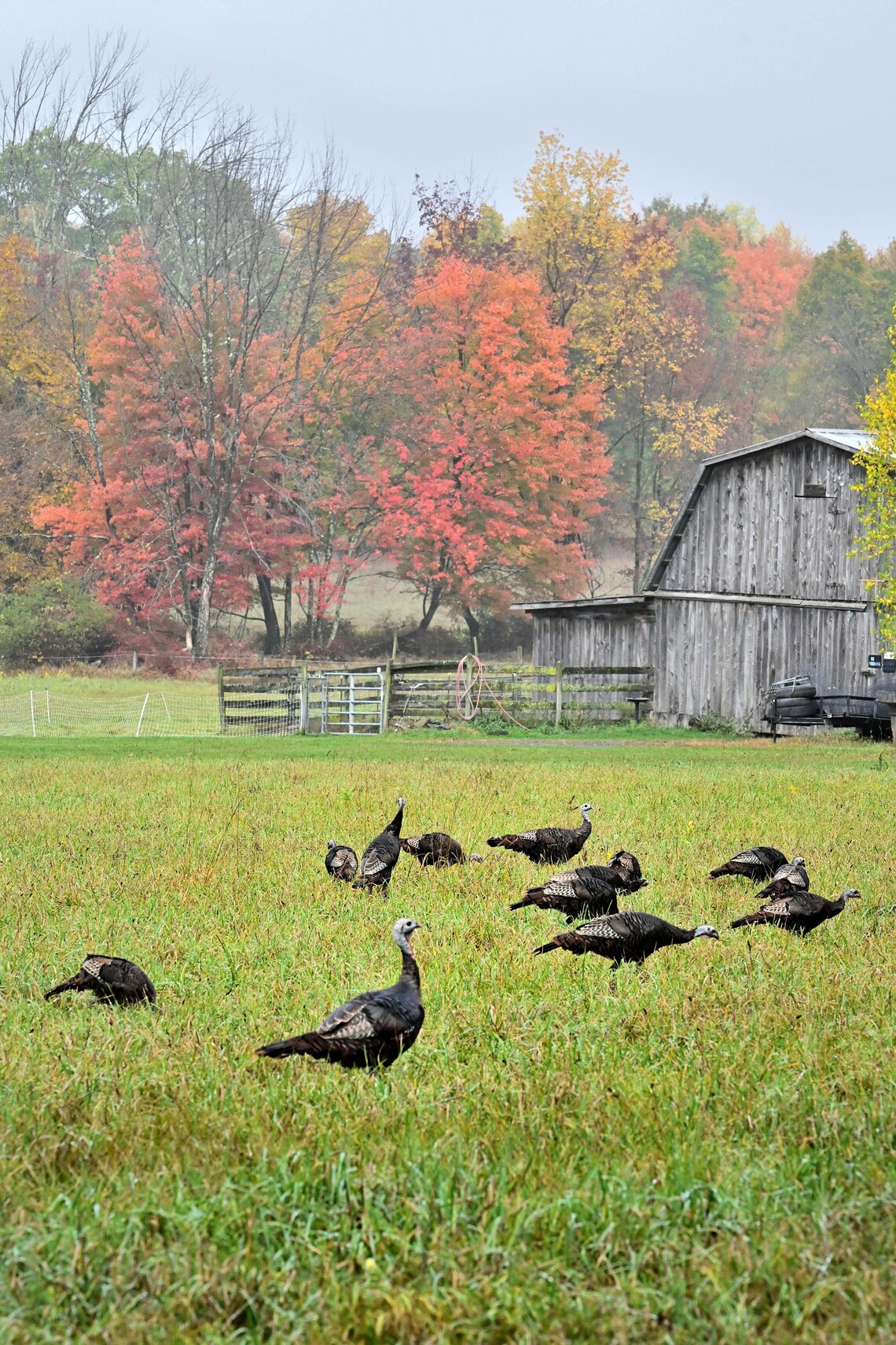 Turkeys in a Farm Field - Etsy
