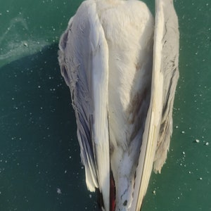 Black Headed Seagull Salted Skin Taxidermy - Etsy