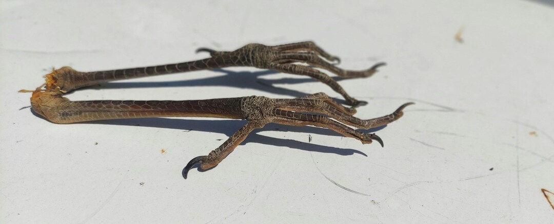 Blue Heron Feet WITCHCRAFT Taxidermy - Etsy