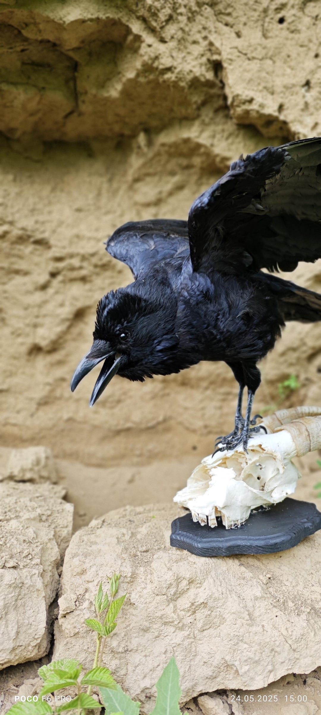 Eastern Carrion Crow on a Goat Scull Taxidermy - Etsy