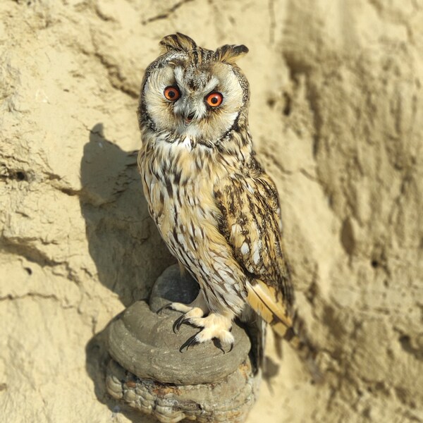 Taxidermy Owl - Etsy