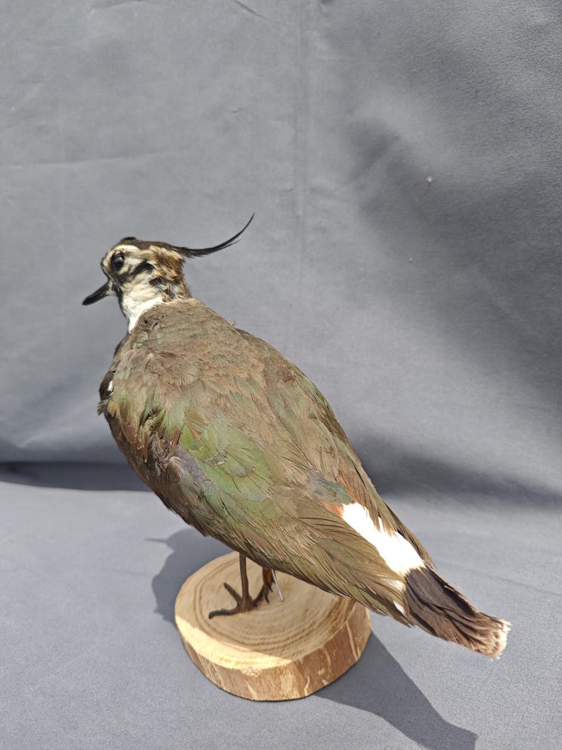 Northern Lapwing Taxidermy - Etsy