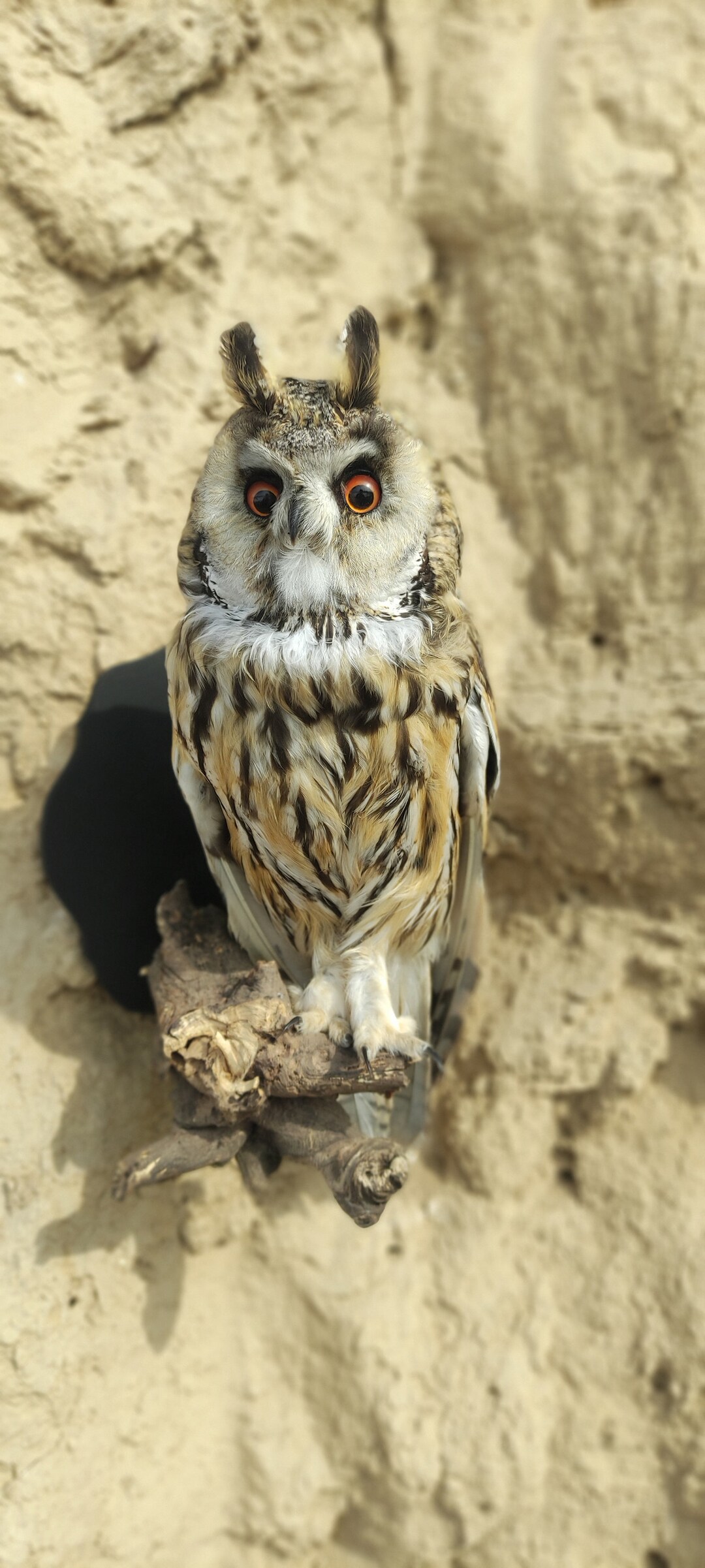 Long Eared Owl Bird Taxidermy Mount - Etsy