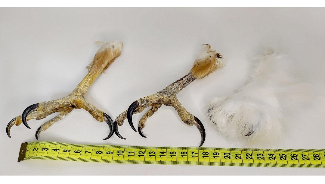 Bird Paws Taxidermy Collection - Etsy