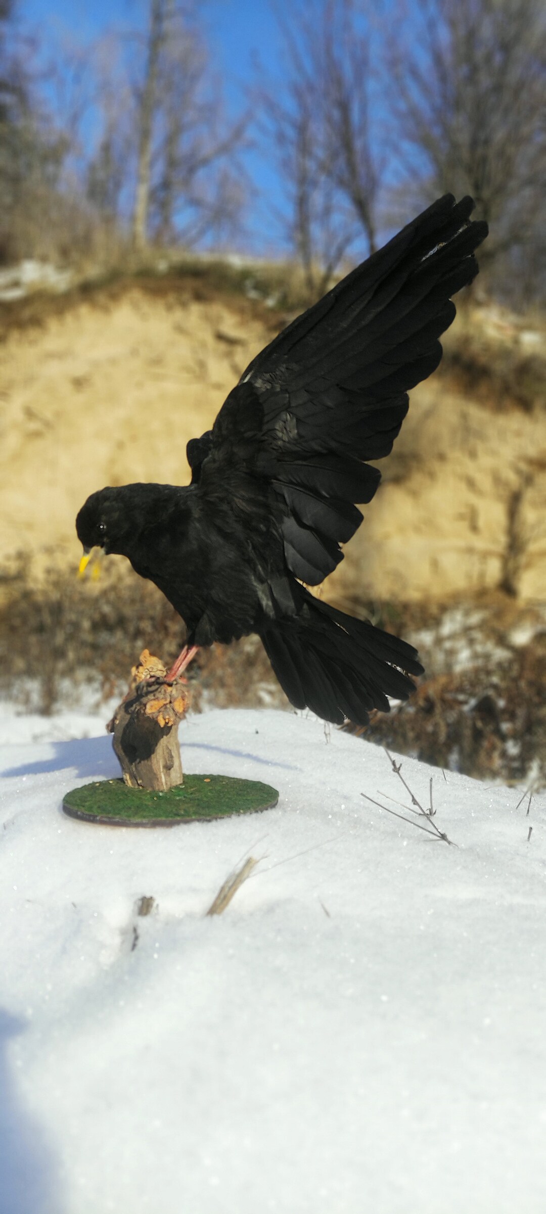 Rarity Yellow Billed Chough Taxidermy - Etsy