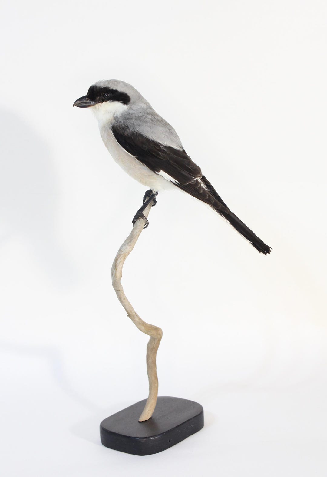 Gray and Steppe Shrike Taxidermy - Etsy