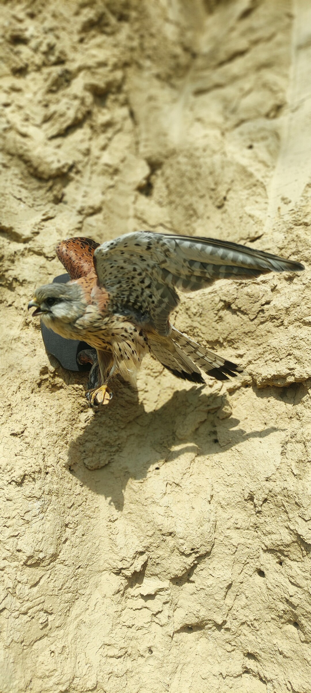 Kestrel Bird Taxidermy Mount - Etsy