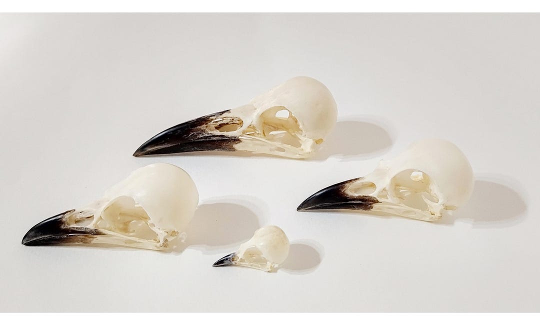 Bird Scull Taxidermy - Etsy