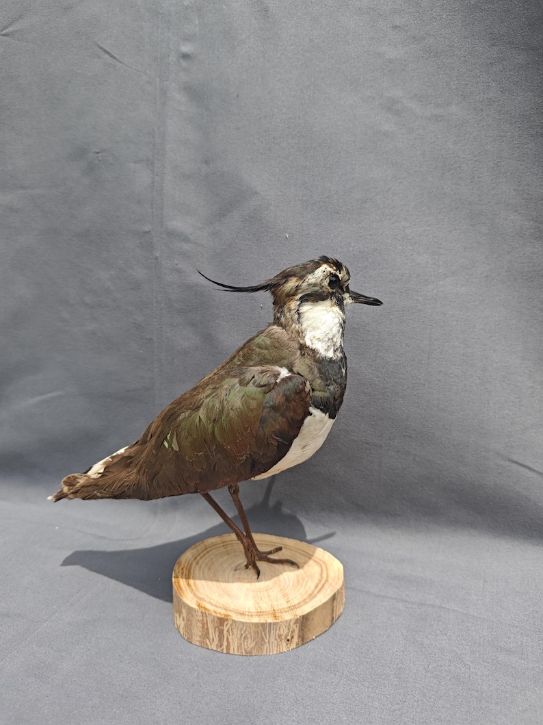 Northern Lapwing Taxidermy - Etsy