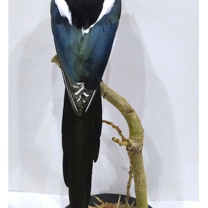 Magpie Taxidermy Free Shipping - Etsy