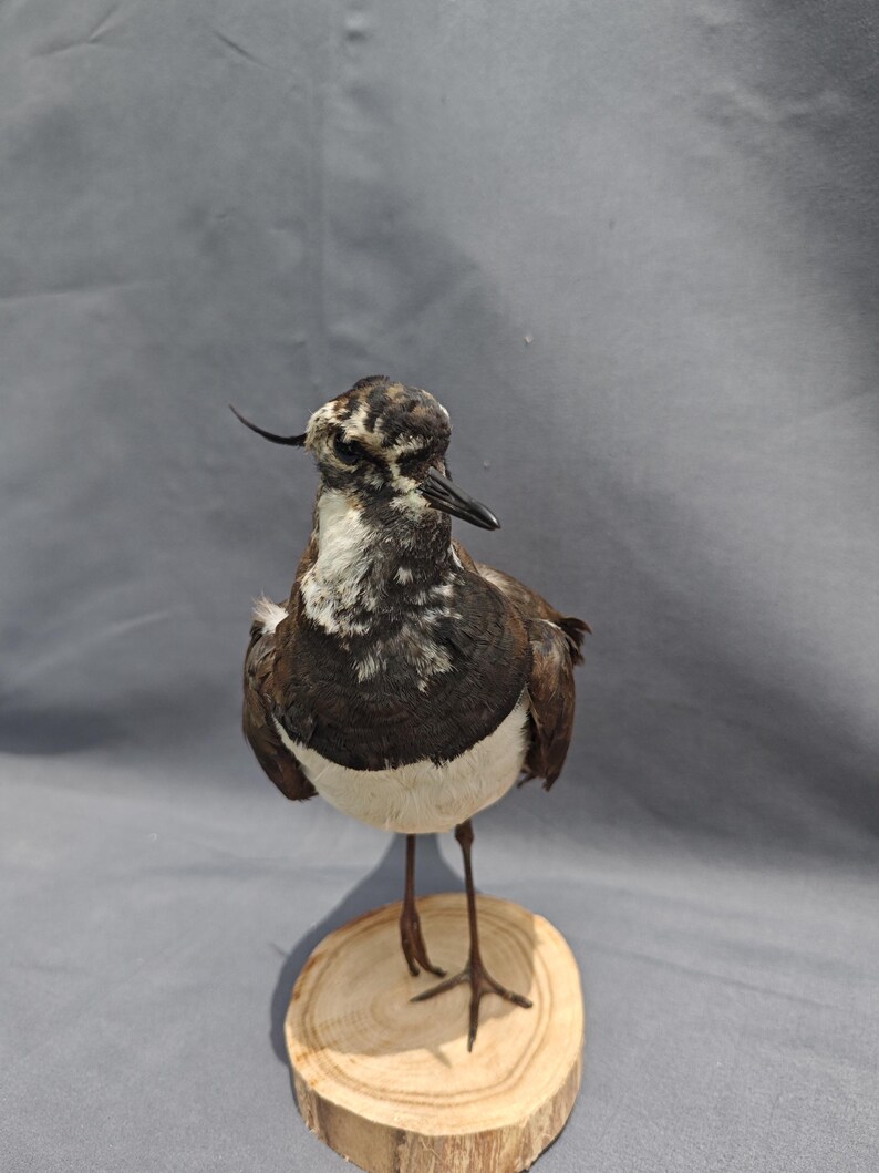 Northern Lapwing Taxidermy - Etsy