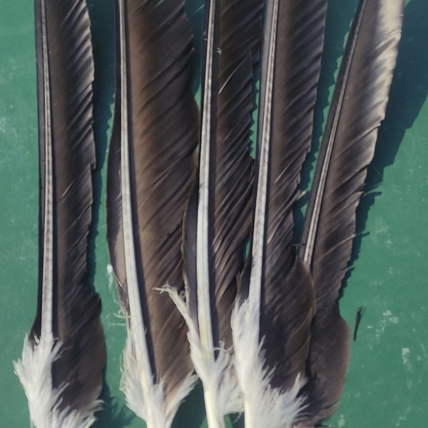 Feather - Etsy