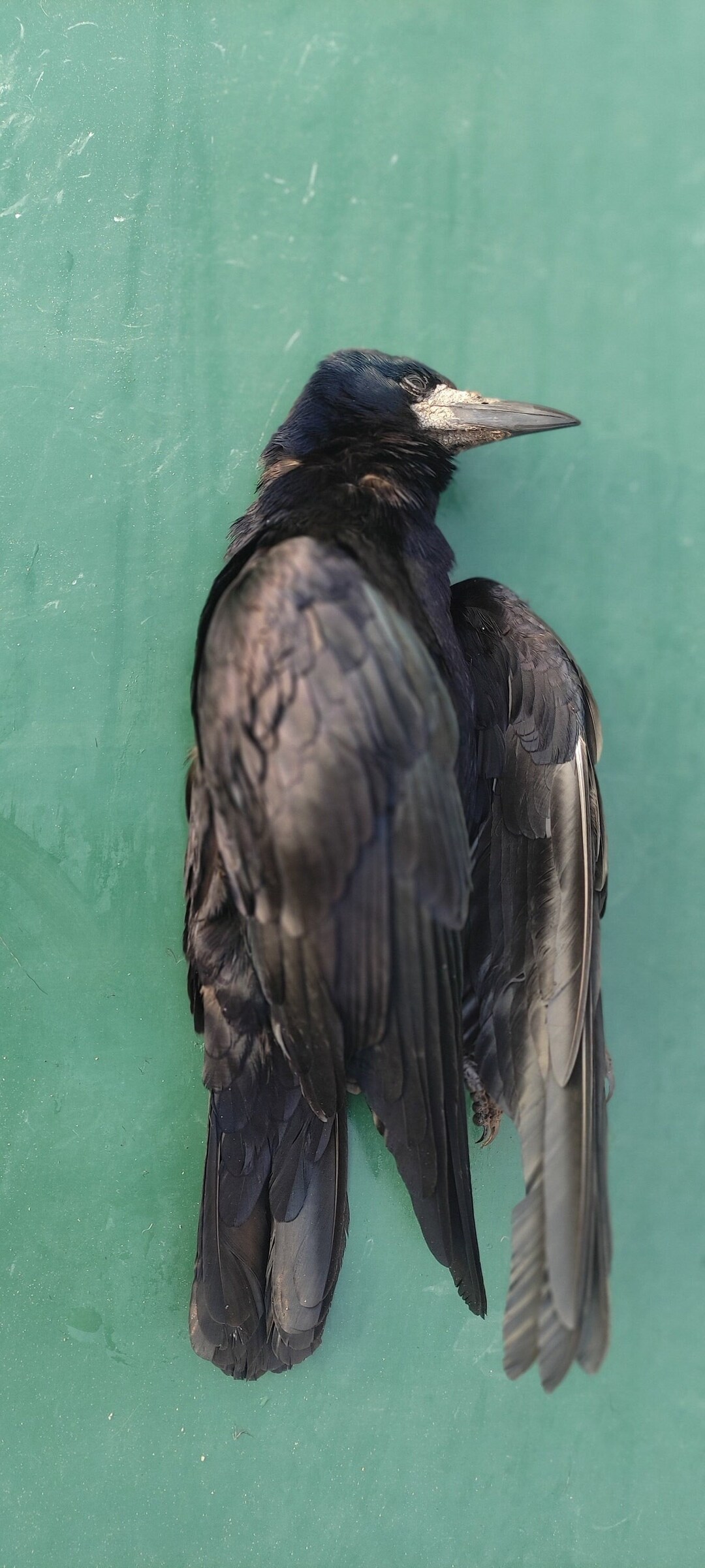 Rook Salted Skin Taxidermy - Etsy