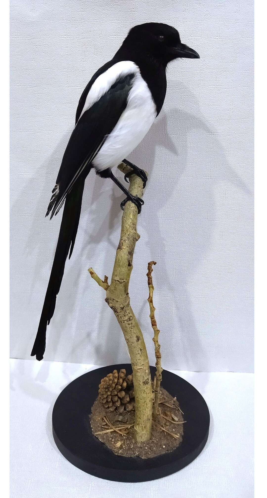 Magpie Taxidermy Free Shipping - Etsy