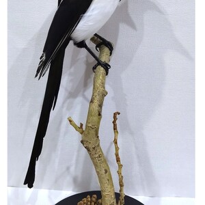 Magpie Taxidermy Free Shipping - Etsy