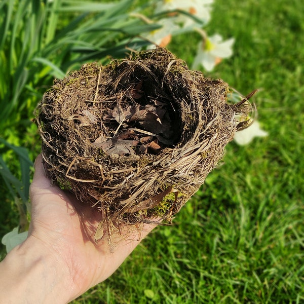 Real Birds Nest - Etsy