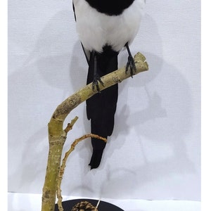 Magpie Taxidermy Free Shipping - Etsy