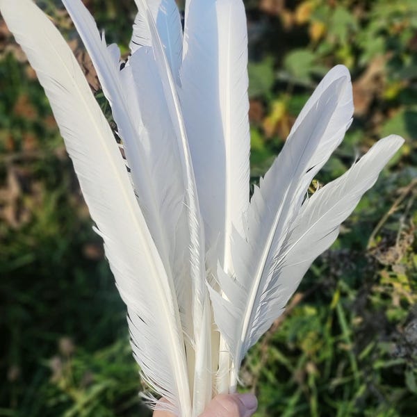 Swan Feathers - Etsy