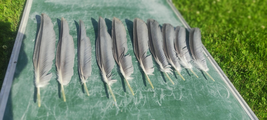 BLUE HERON Feathers WITCHCRAFT Taxidermy - Etsy