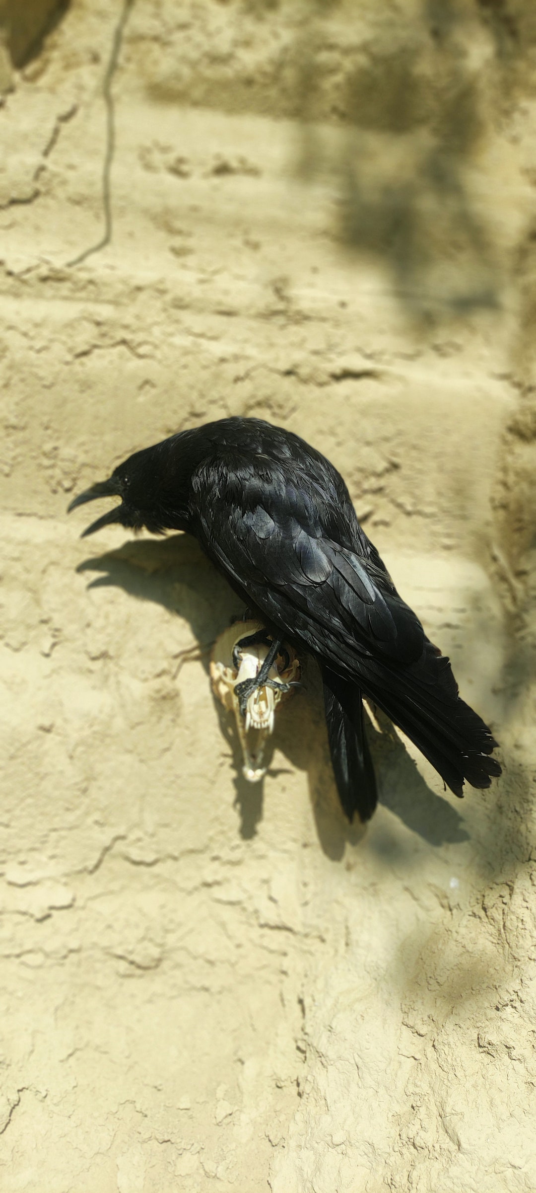 MACABRE CROW on FOX Scull - Etsy