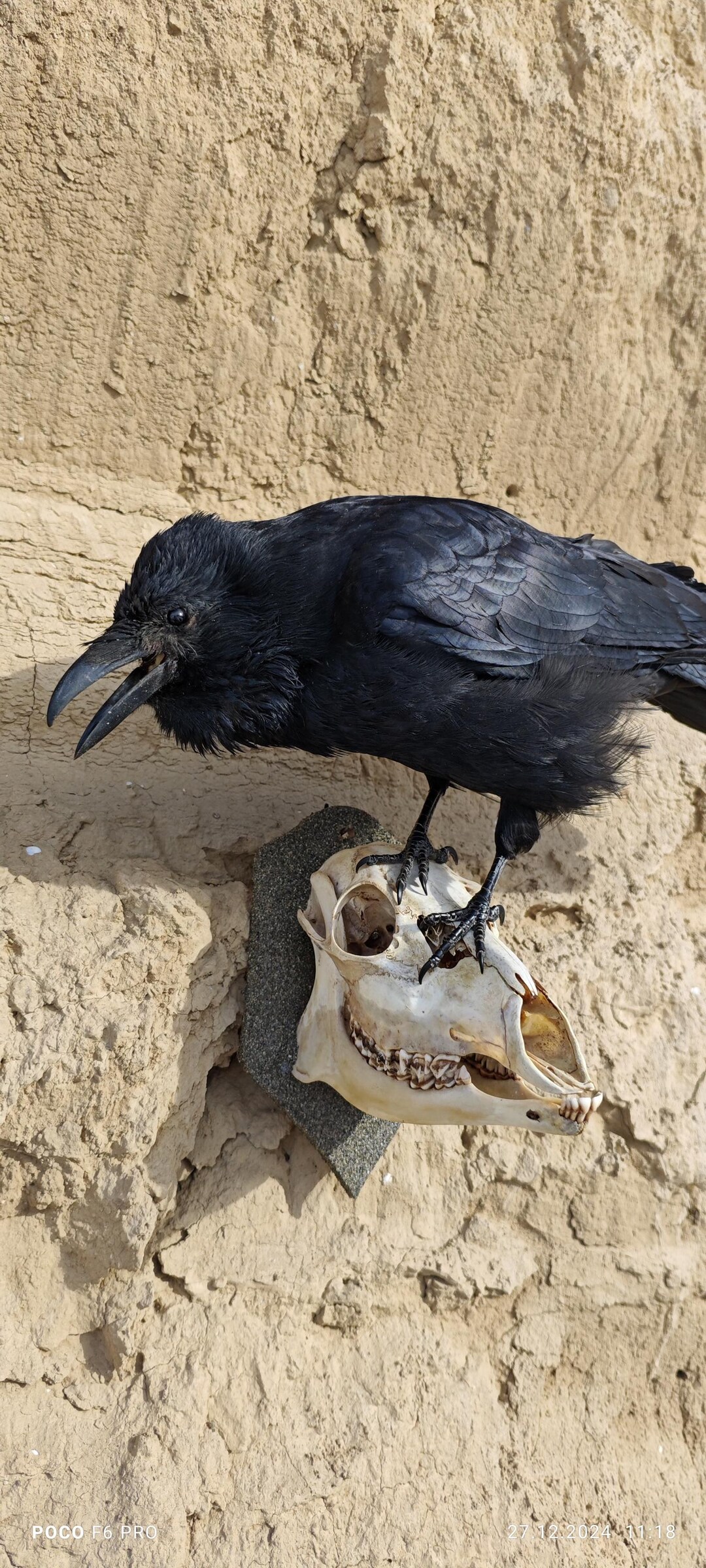 Raven on Siberian Roe Deer Scull Taxidermy - Etsy