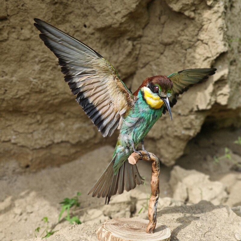 Bee Eater - Etsy