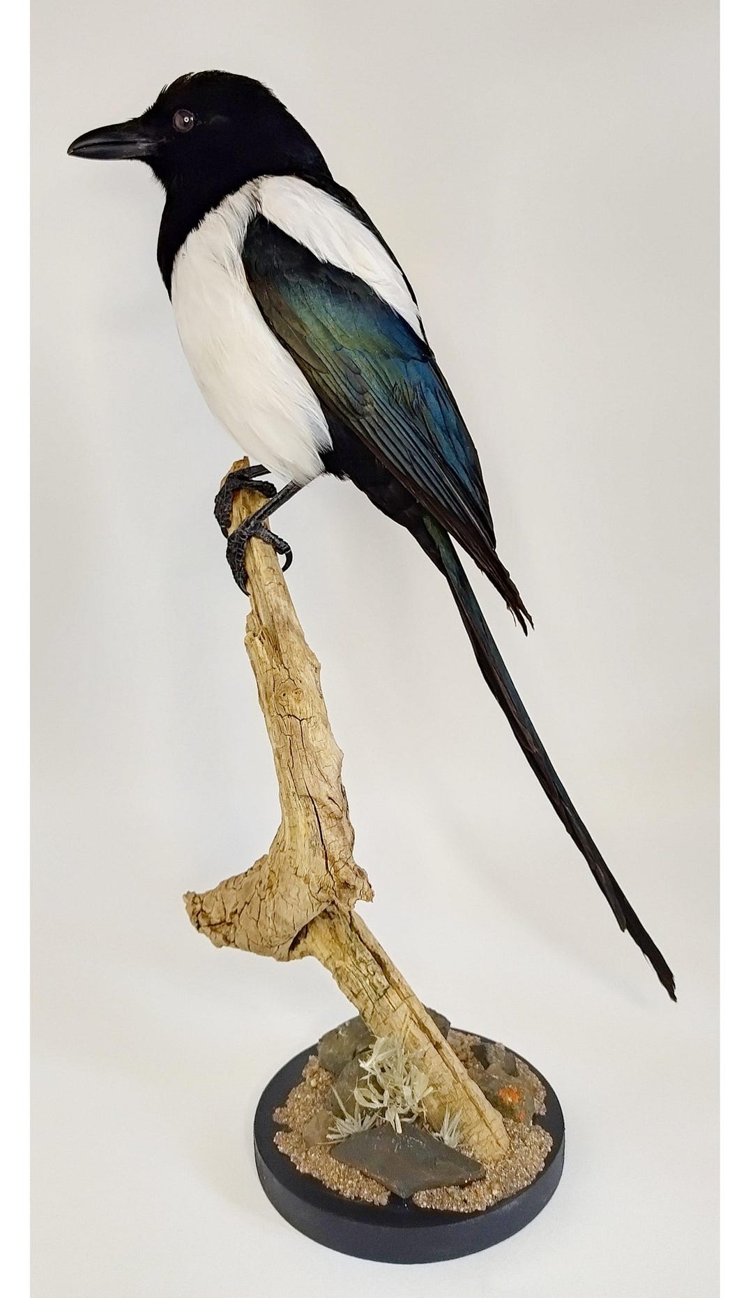Magpie Taxidermy Free Shipping - Etsy