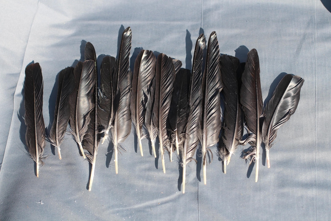 REAL RAVEN Feathers WITCHCRAFT Taxidermy - Etsy