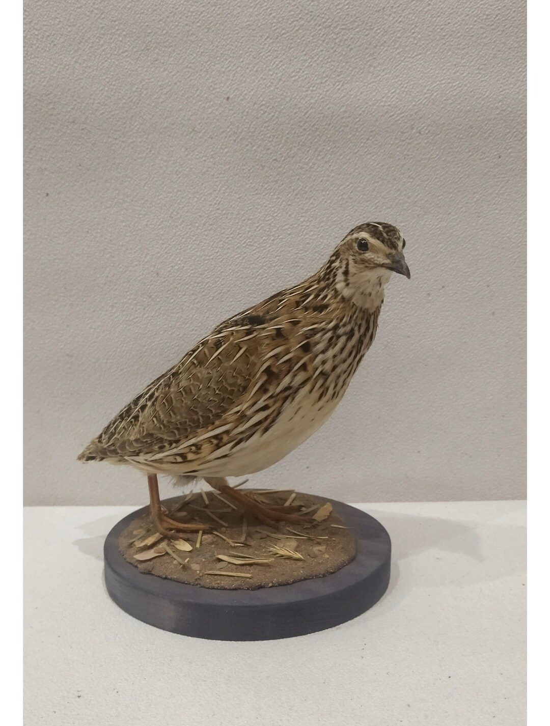 Common Quial Taxidermy Mount - Etsy