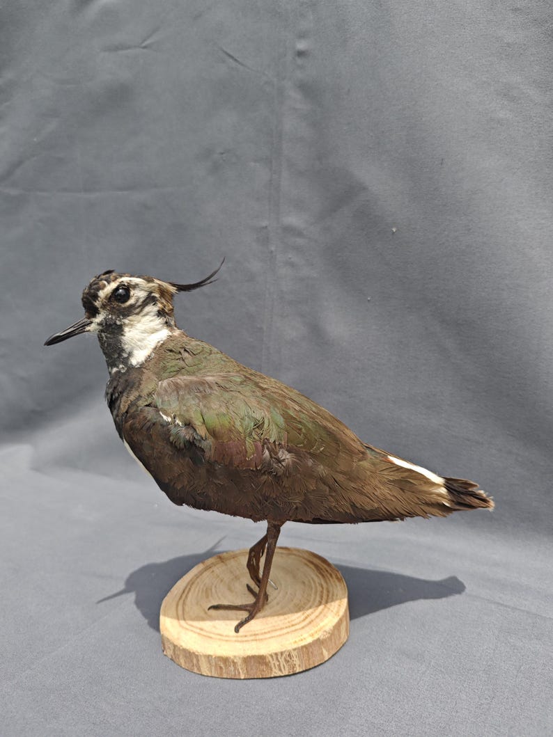 Northern Lapwing Taxidermy - Etsy