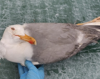 Black Headed Seagull Salted Skin Taxidermy - Etsy