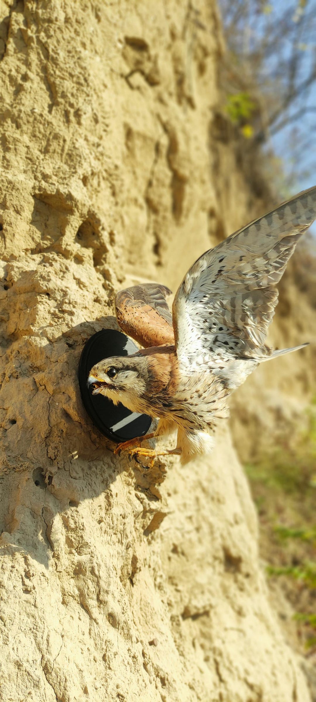 Kestrel Bird Taxidermy Mount - Etsy