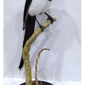 Magpie Taxidermy Free Shipping - Etsy